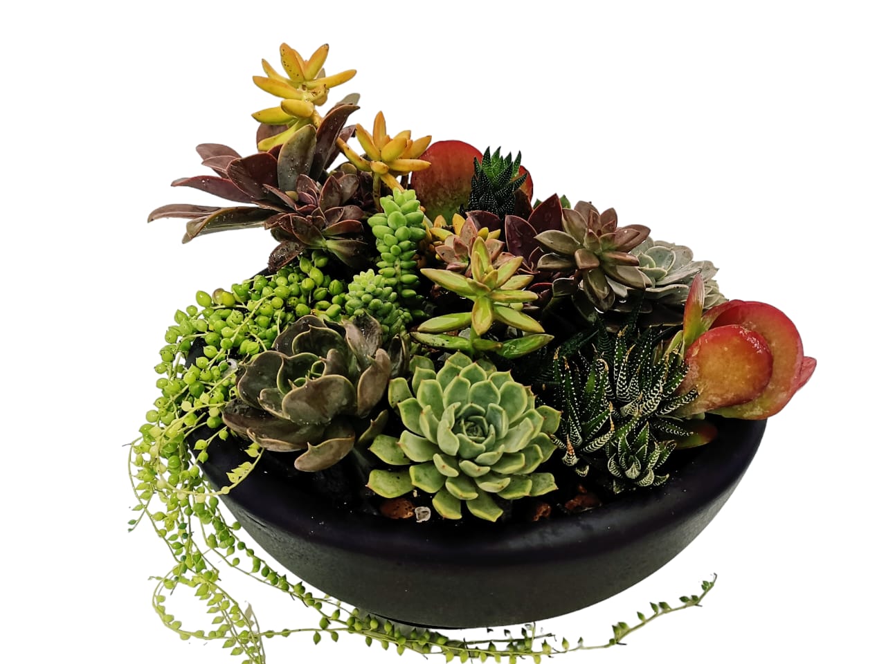 Nebula Set - Efreshli