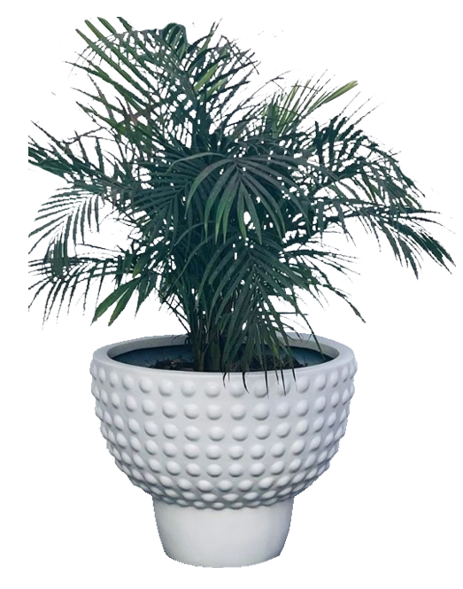 Dotted Pot - Efreshli