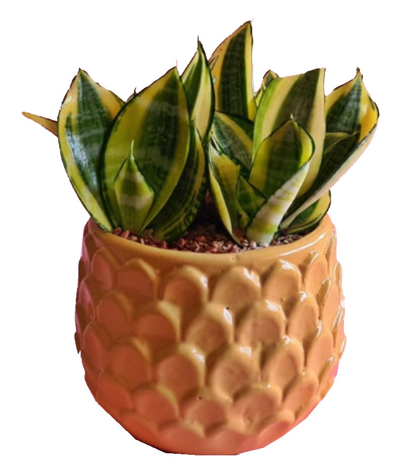 Efreshli | Small Snake Plant in Fish Scale Pot