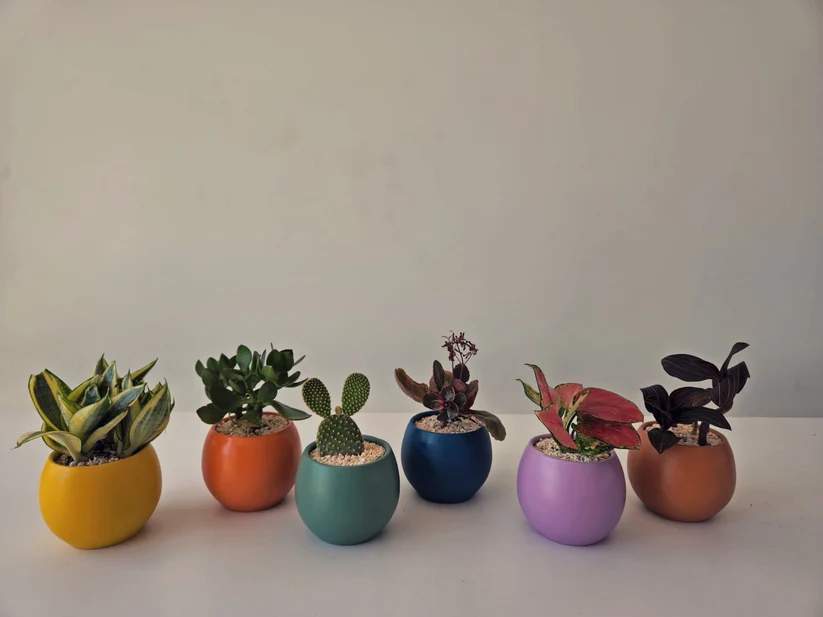 Mini Pot - Efreshli