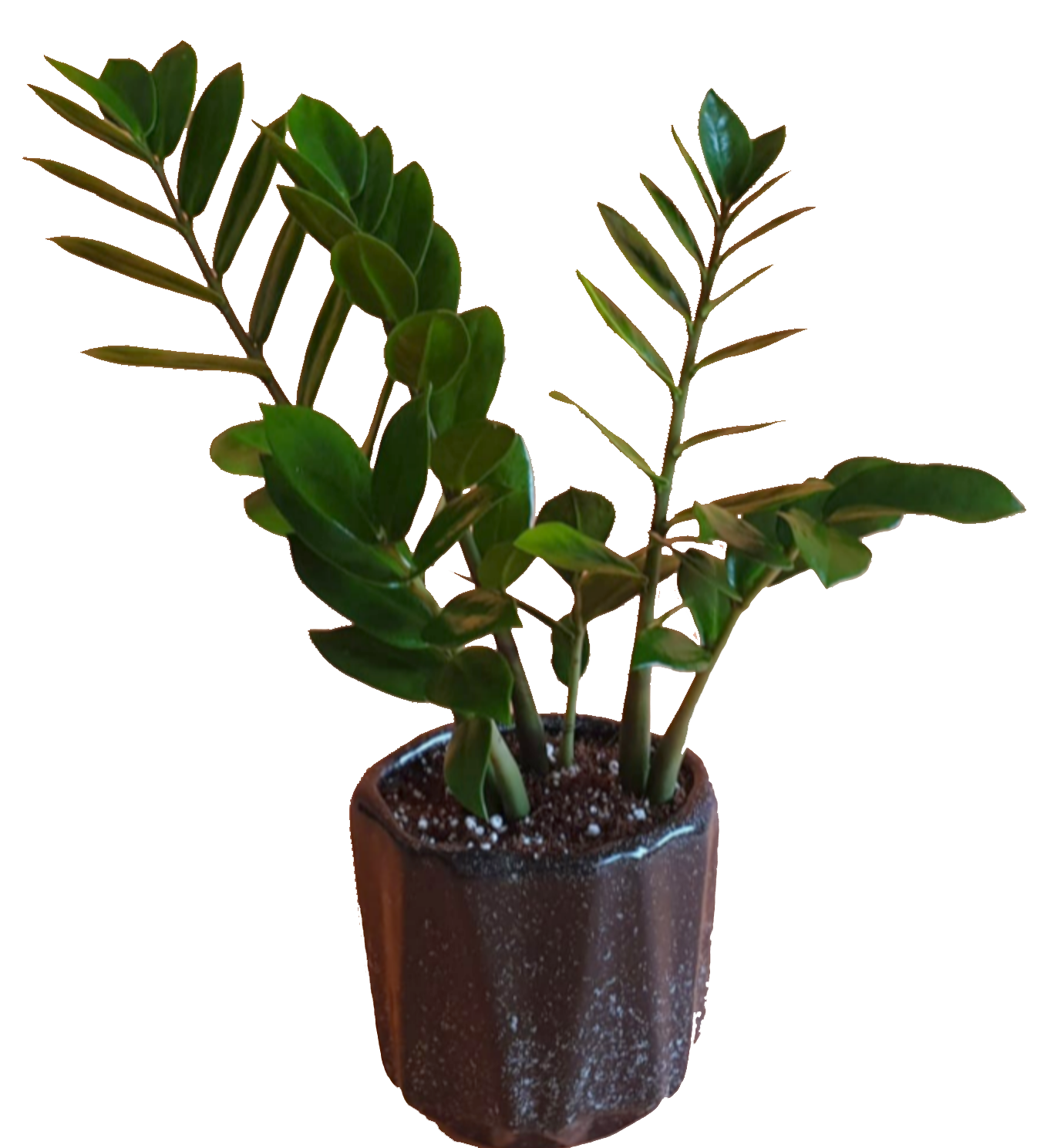 ZZ Plant in Pot - Efreshli