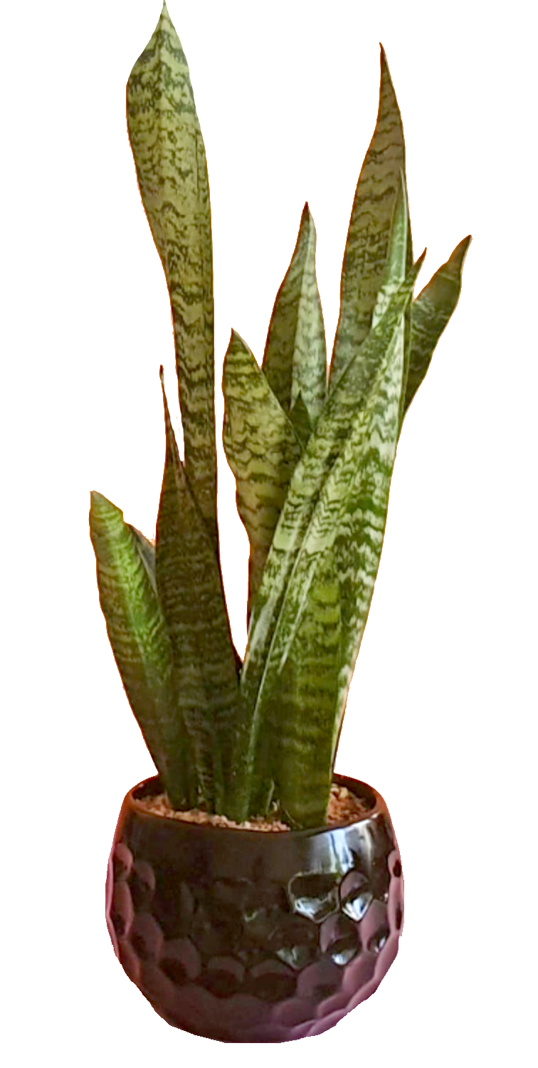 Sansevieria Trifasciata in Black Pot - Efreshli